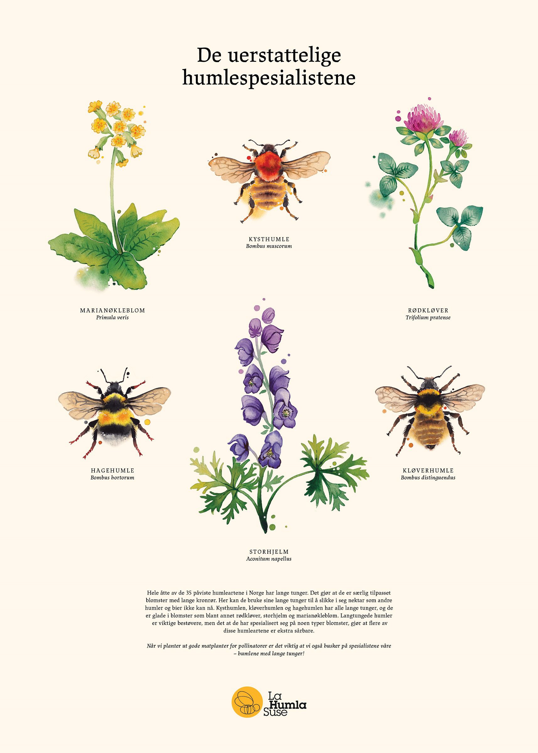Rålekker humleplakat 50x70 - La Humla Suse