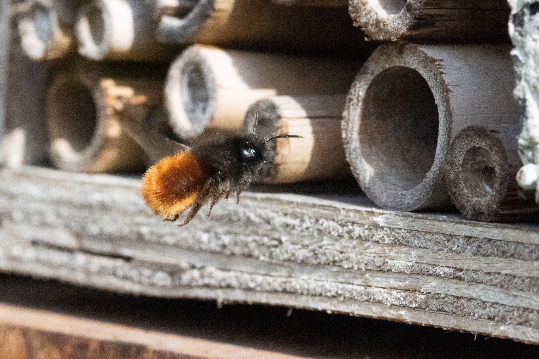 Velkommen til Norge! - La Humla Suse